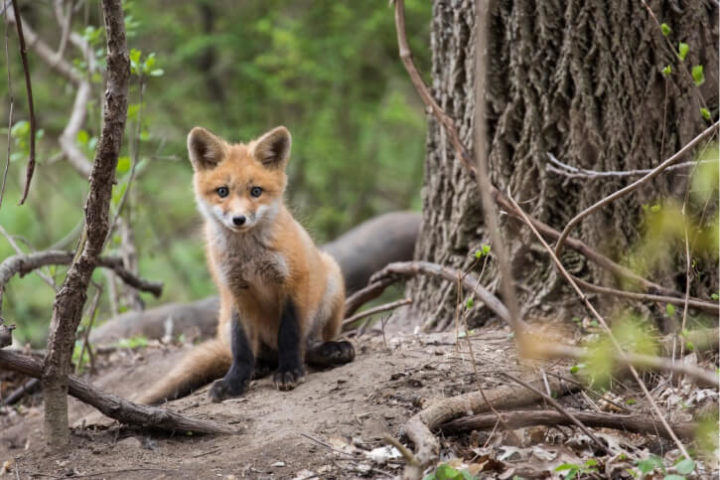 Alle Fuchsarten Auf Unserer Welt Im Überblick! - Rekordtiere.de