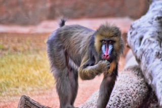 10 Affenarten Die Du Kennen Musst! (Mit Bilder) - Rekordtiere.de