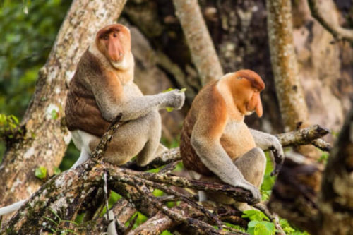 10 Affenarten Die Du Kennen Musst! (Mit Bilder) - Rekordtiere.de