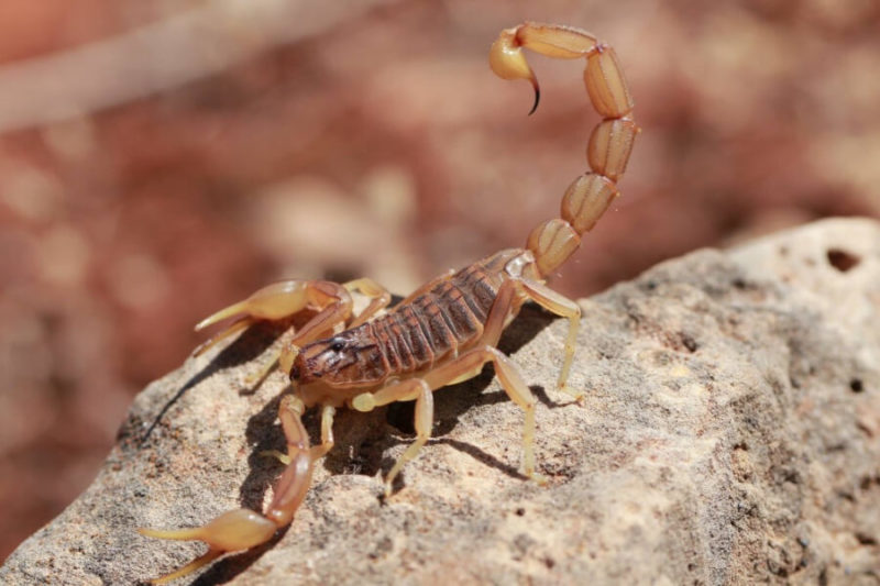 Der Giftigste Skorpion Der Welt! (Hottentotta tamulus) - Rekordtiere.de