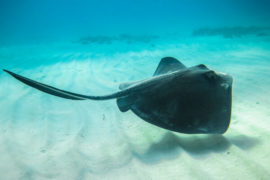 Was Fressen Rochen? Ihre 10 Typischen Beutetiere! - Rekordtiere.de