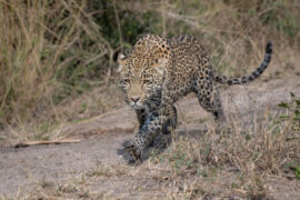 Wie Schnell Ist Ein Leopard? Ihre Maximale Geschwindigkeit ...