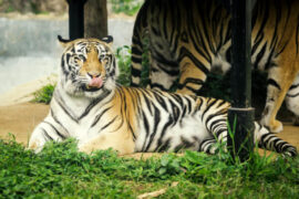 Wie Viel Kostet Ein Tiger? (Aktuelle Preise Von 2023) - Rekordtiere.de