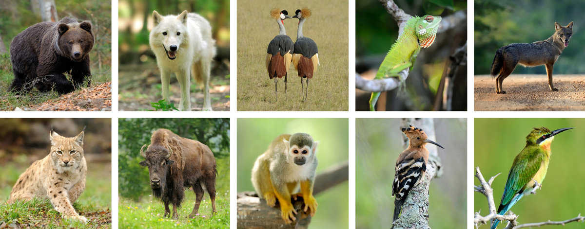 Rekordtiere.de präsentiert die erstaunlichsten Tierrekorde