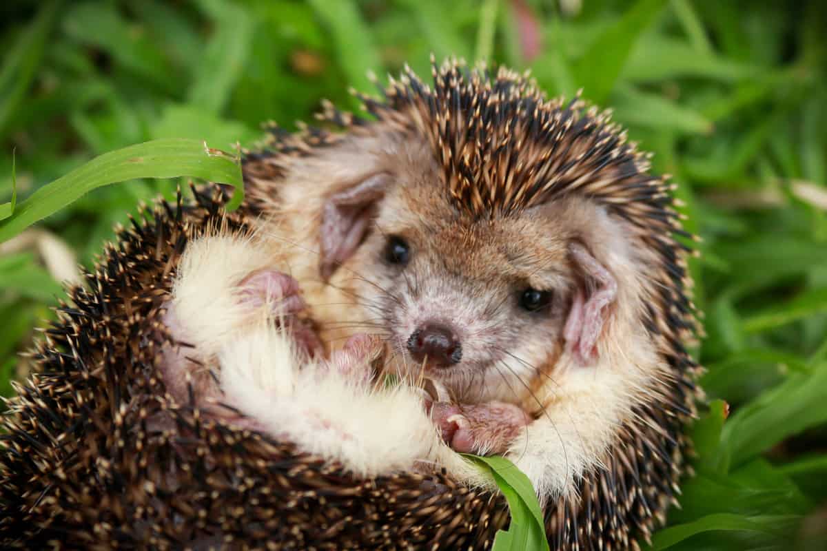 Alle bekannten Igel-Familien und -Arten - Rekordtiere.de