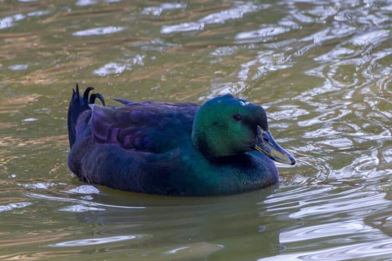 Alle bekannten Entenrassen und -Arten (Liste mit Bildern) - Rekordtiere.de