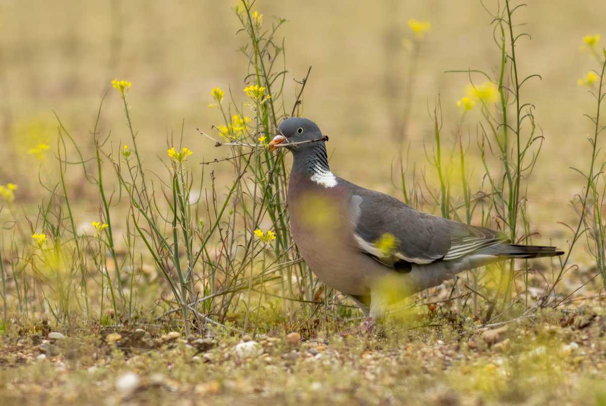 Vögel mit R am Anfang (alle Vogelarten) - Rekordtiere.de