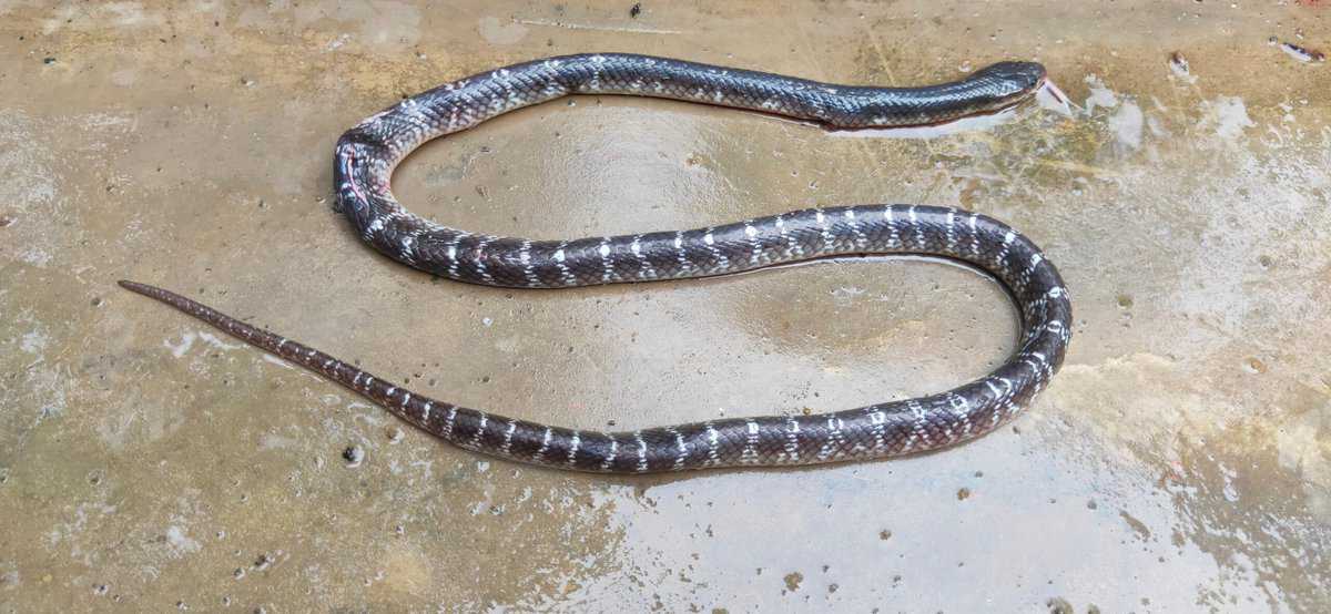 Alle 9 giftigen & gefährlichen Tiere in Indien (+ Bildern) - Rekordtiere.de