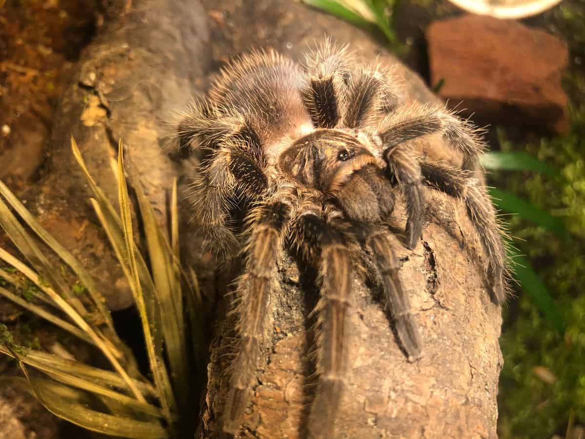 Giftige & gefährliche Tiere in der Dominikanischen Republik ...