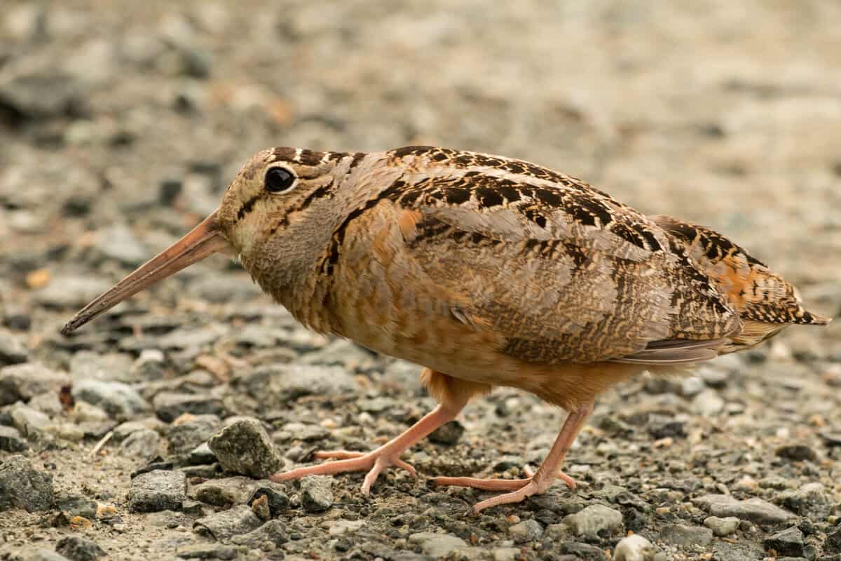 Die 10 Langsamsten Tiere Der Welt! (Rangliste) - Rekordtiere.de