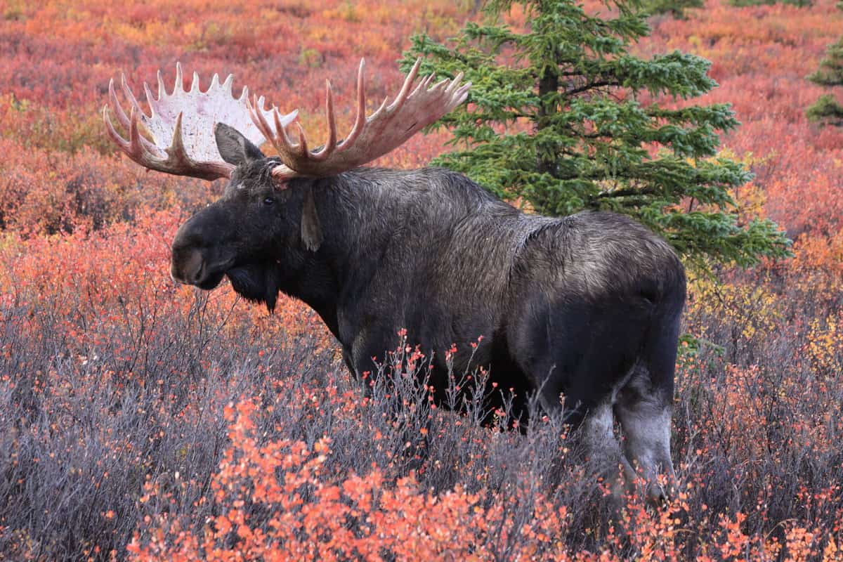 Der Größte Elch Der Welt! - Rekordtiere.de
